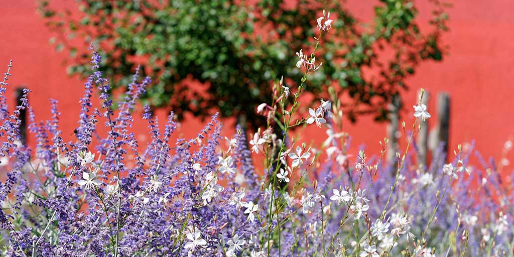 Le Petit Jardin